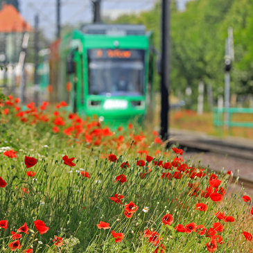 MVB › Magdeburger Verkehrsbetriebe